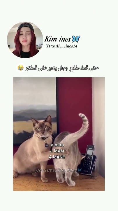 كيوت😭 ️ Like Kpop Korea Shorts اشتراك Fyp Cute Cat Foryou Kim
