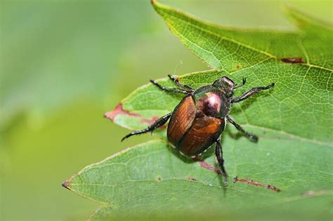 Premium Photo Japanese Beetle On A Leaf Background