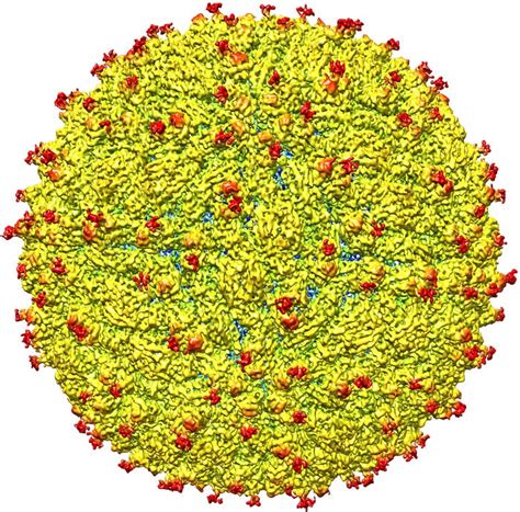 What The Zika Virus Looks Like At The Atomic Level Business Insider