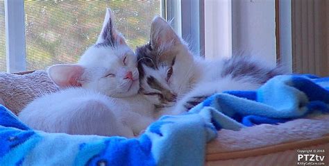 Kitty Cat Cam Website Facebook 276 Photos Kitty Cat Cam Website Facebook 276 Photos