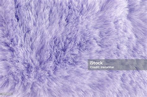 보라색 긴 섬유 부드러운 모피 질감 배경 전체 프레임 복사 공간 0명에 대한 스톡 사진 및 기타 이미지 0명 겨울 깨끗한 Istock