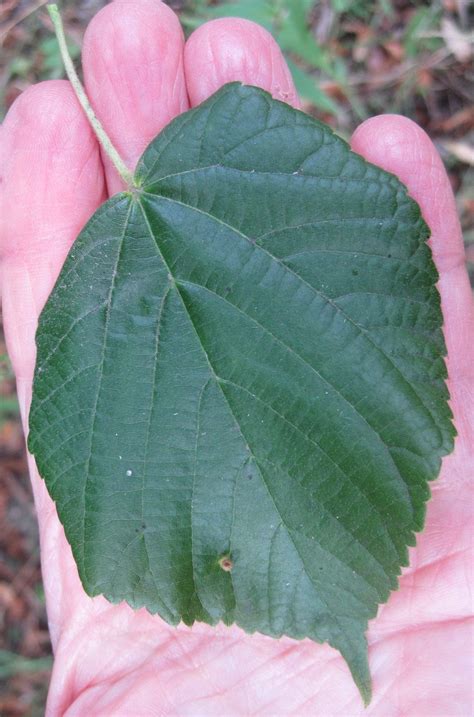 Lime Trees Tree Guide UK Lime Trees Are Described