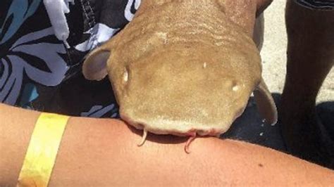 Nurse Shark Bite