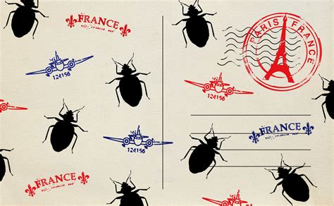 Paris Has A Big Bed Bug Problem Heres How To Protect Yourself When