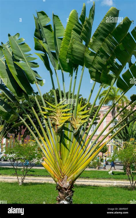 Travelers Palm Tree Ravenala Madagascariensis In Garden Of Benguela
