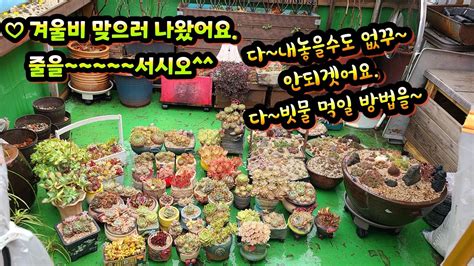 옥상다육맘 3년차 ♥ 겨울비를 맞히다니~간이 너무 커졋나바요옥상다육 옥상하우스 아프케인합식러우철화바위솔물주기 Youtube