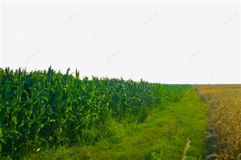 Corn Wheat San Cultivated Grass Seed Seed Idyllic Nature Png