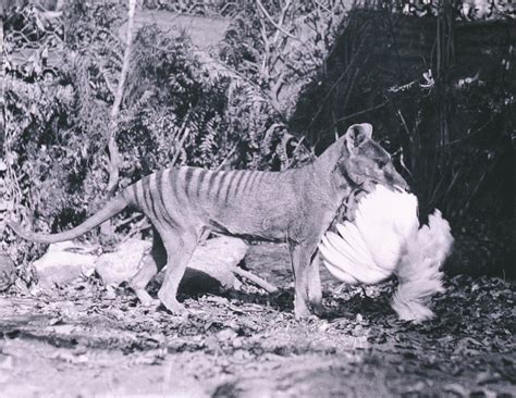 If The Thylacine Is Extinct Does It Matter If Harry Burrells Was Real