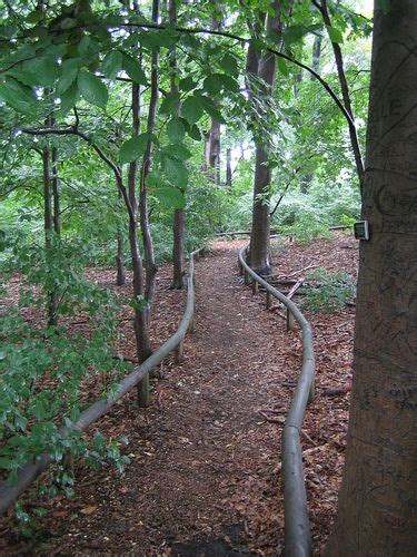 Fagus Sylvatica Section