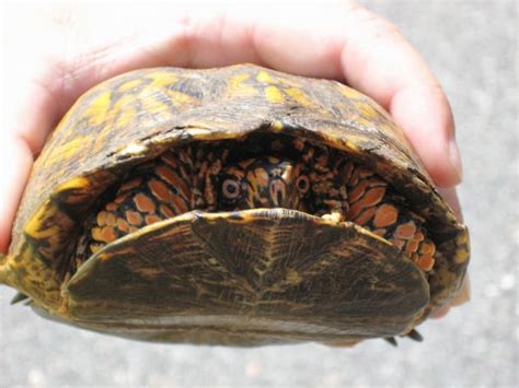 The Real Story Of How The Turtle Got Its Shell