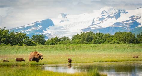Emerald Air Bear Viewing From Homer Gonorth Alaska