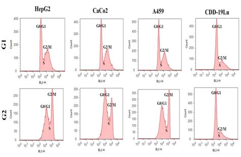 Cell Cycle Histograms As Measured By Flow Cytometry Show Effect Of X On