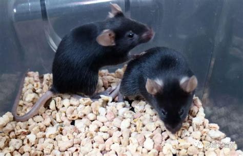 为什么你的实验小鼠是c57bl 6？他们却在用balb C 哔哩哔哩