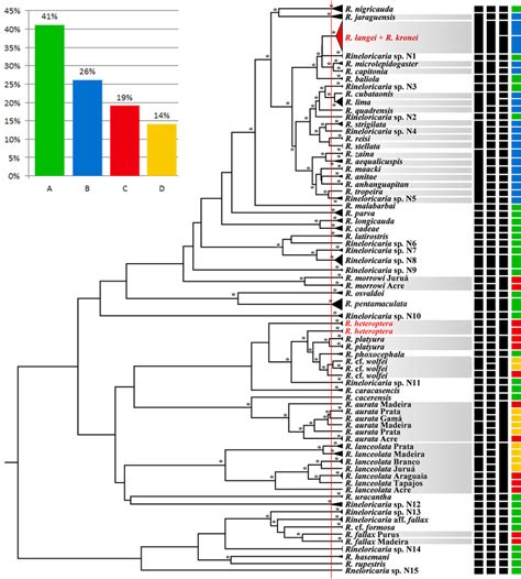 Bayesian Phylogenetic Tree Of Rineloricaria Obtained With Coi Data The