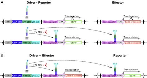 Schematic Representation Of The Mifepristone Inducible Lexa Based Gene