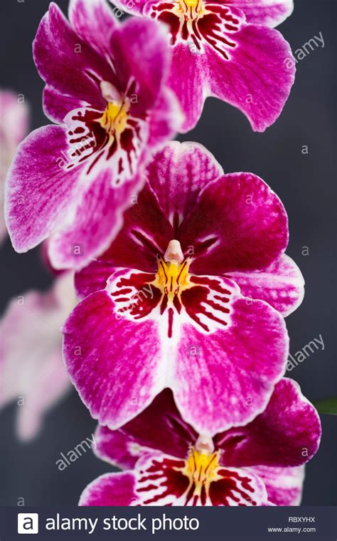 Flower Heads Of Orchid Miltonia Red Tide Pansy Orchid Native To