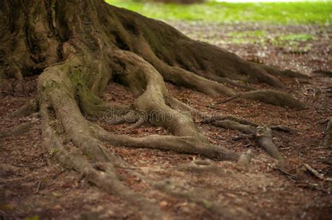 Tree Roots Visible Through Soil In Forest Stock Photo Image Of Growth Land 263687110