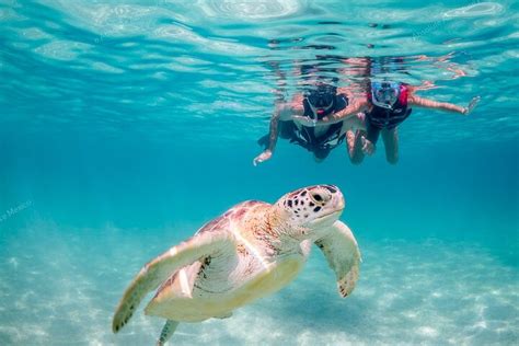Private Turtles And Cenote Snorkeling In Tulum In Tulum Riviera Maya And The Yucatan Trip Canvas
