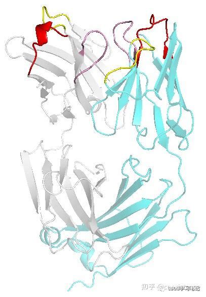 Pymol自动着色抗体cdr区域 知乎