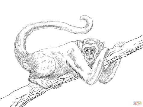 How To Draw A Monkey With These Easy Step By Step Tutorials