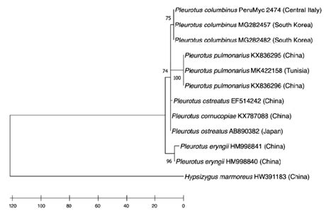 Maximum Parsimony Tree Obtained Using The Min Mini Heuristic Download Scientific Diagram
