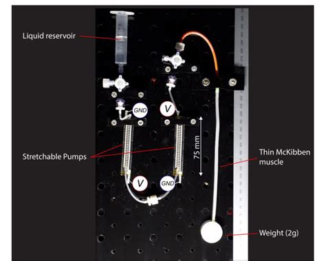 Figure From Electrically Driven Soft Fluidic Actuators Combining Stretchable Pumps With Thin