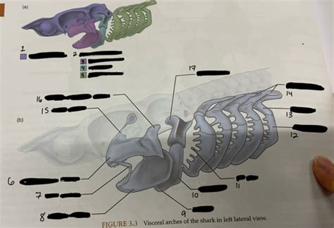 Shark Splanchnocranium Txtbook Flashcards Quizlet