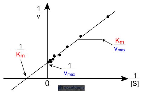 How To Make A Lineweaver Burk Plot In Excel With Easy Steps