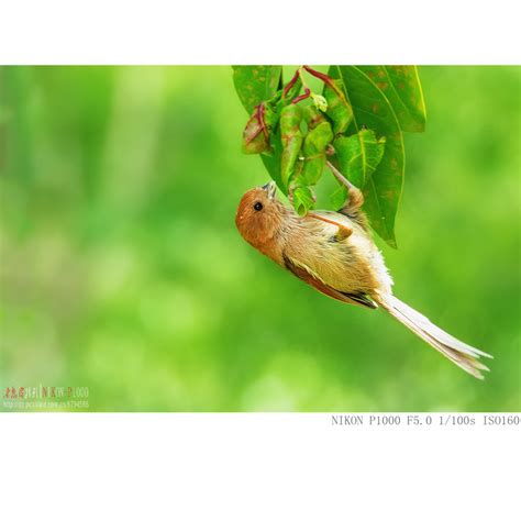 【棕头鸦雀 麻雀 伯劳 乌鸫 白腰草鹬 苍鹭摄影图片】生态摄影老树皮的摄影博客太平洋电脑网摄影部落