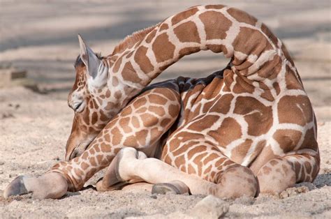 The Strange Sleeping Habits Of Giraffes Thomson Safaris