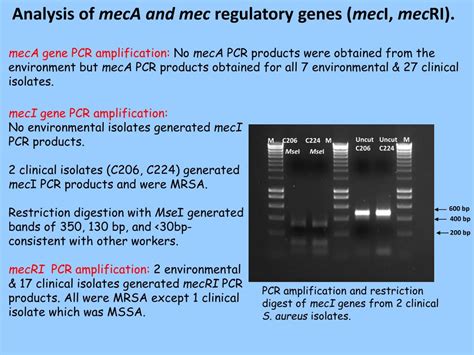 Ppt Rapid And Sensitive Detection Of Mrsa By Pcr Based Methods In The Environment And Hospital
