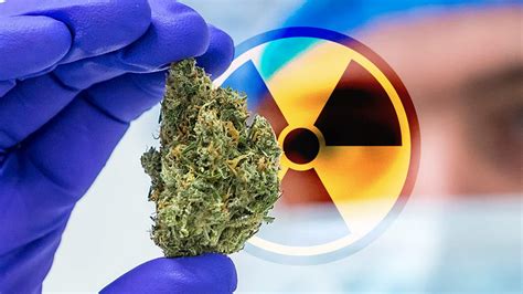 Irradiated Vs Non Irradiated Cannabis Full Guide For Craft Consumers
