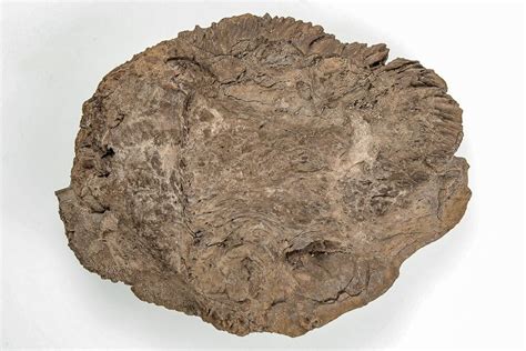 39 Xiphactinus Pre Maxillary Bone Kansas 197681 For Sale