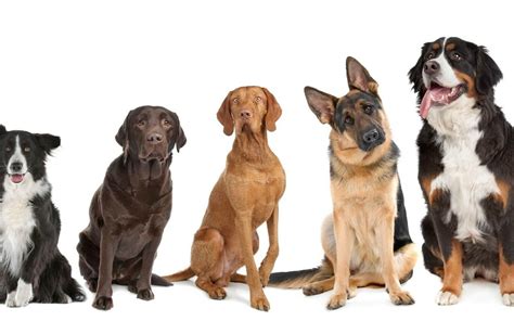 Rase de câini de talie mare Cei mai cunoscuți câini mari de la ciobănescul german sau carpatin