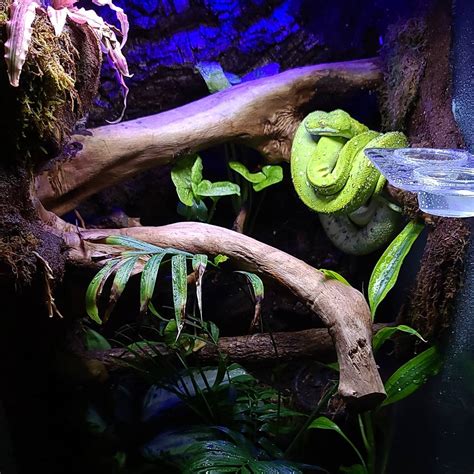 Crown Royal Pythons Added A New Crown Royal Pythons