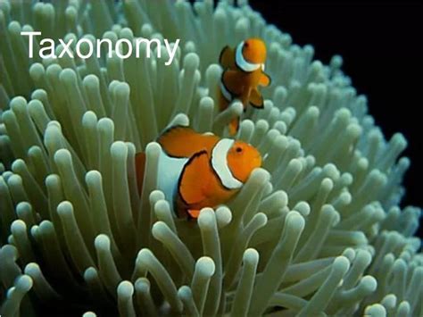 PPT Taxonomy PowerPoint Presentation Free Download ID