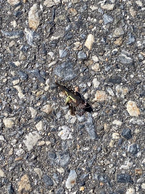 Trimerotropis Verruculata Trimerotropis Verruculata Picture Insect