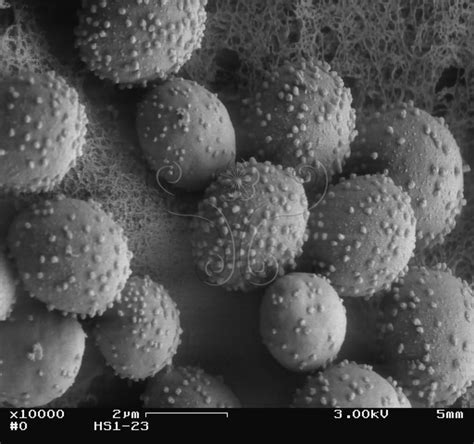 Trichoderma Asperellum Ecured