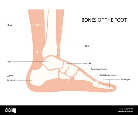 Distal Tibia Fotos Und Bildmaterial In Hoher Auflösung Alamy