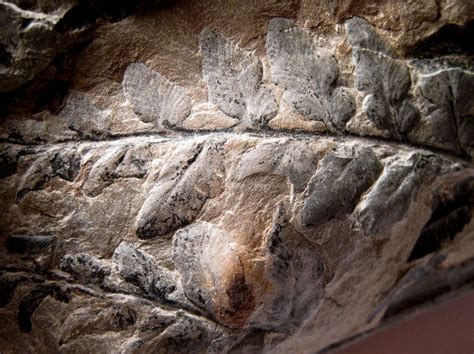 Plant Fossil Fern Archives Cochise College Geology
