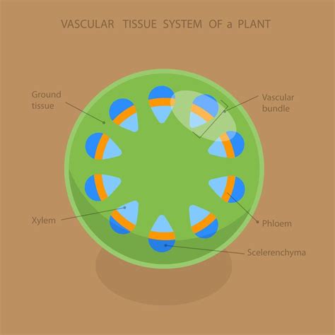 Plant Vascular System