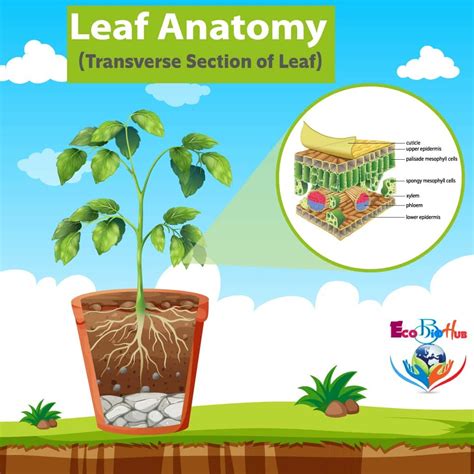 Leaf Anatomy Transverse Section Of Leaf EcoBioHub