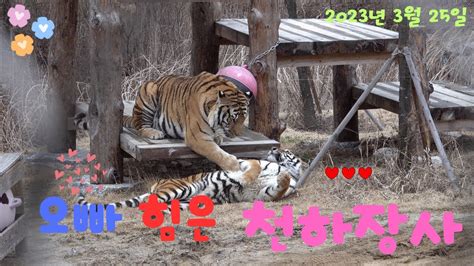 봉화sun 호랑이숲 범궁남매 요즘👲오빠🏋‍♂️힘은🏆천하장사🥇 Youtube