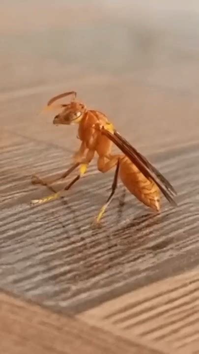 Dilawar Abbas On Linkedin Wasp Dangerous Sting Entomology Venom Video