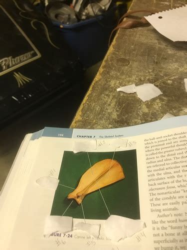 Scapula Flashcards Quizlet