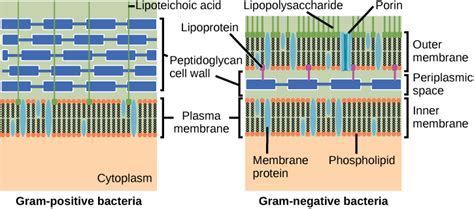 Gram Positive Bacterial Cell Wall