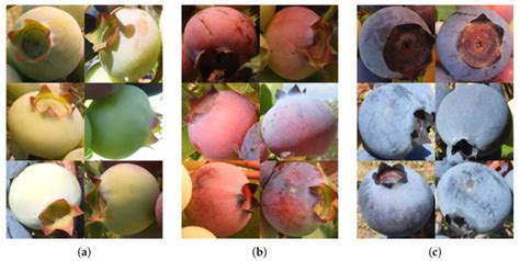 Comprehensive Analysis Of Model Errors In Blueberry Detection And Maturity Classification
