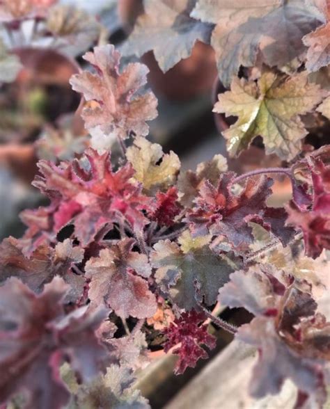 Хойхера Heuchera Дворът БГ