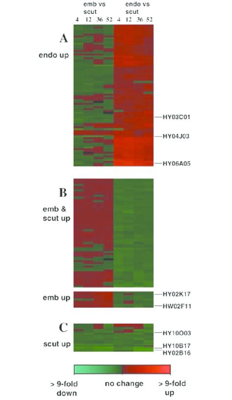 A C Hierarchical Clustering Of Genes Differentially Expressed In Embryo Download Scientific