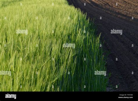 Ordered And Unordered Field Stock Photo Alamy